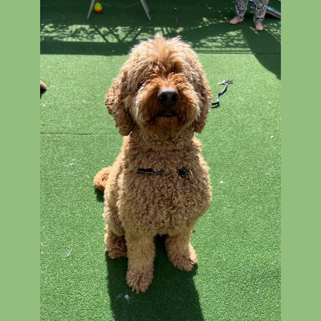 Rigatoni - Large Male Groodle Mix Dog in VIC - PetRescue