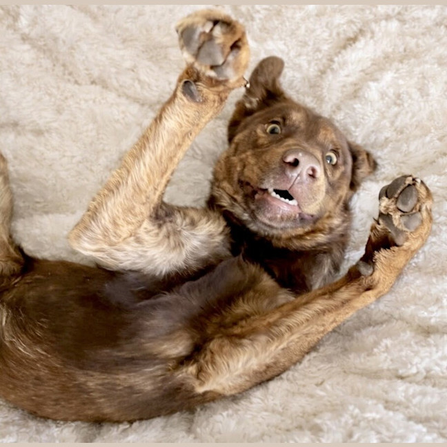 Milo - Large Male Kelpie x Labrador Mix Dog in VIC - PetRescue