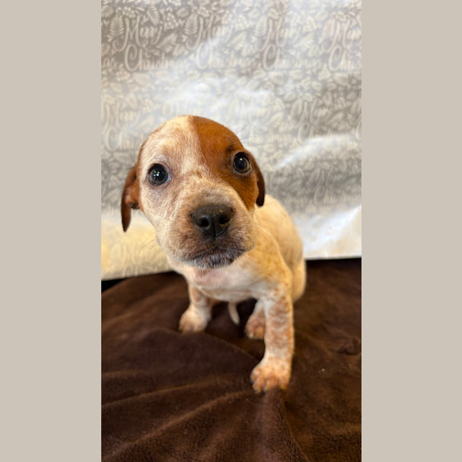 Freckles - Small Female American Staffordshire Terrier Mix Dog in NSW ...