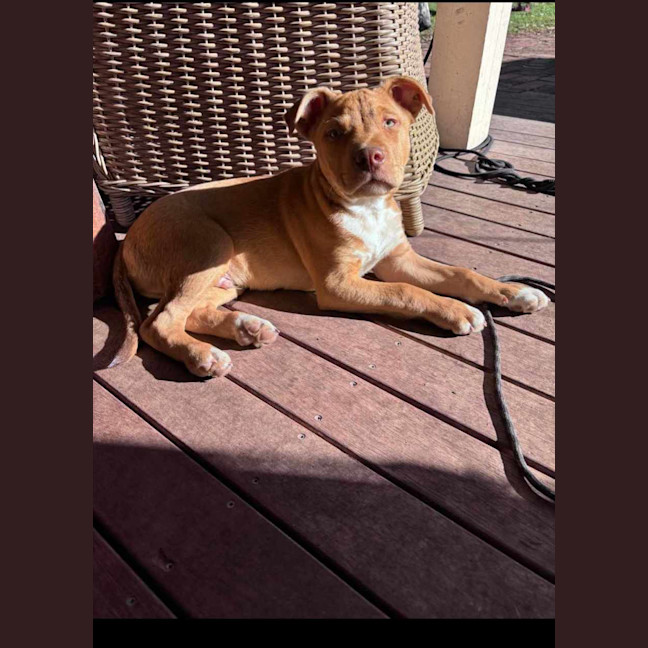 Digger - Medium Male Staffordshire Bull Terrier Mix Dog in VIC - PetRescue