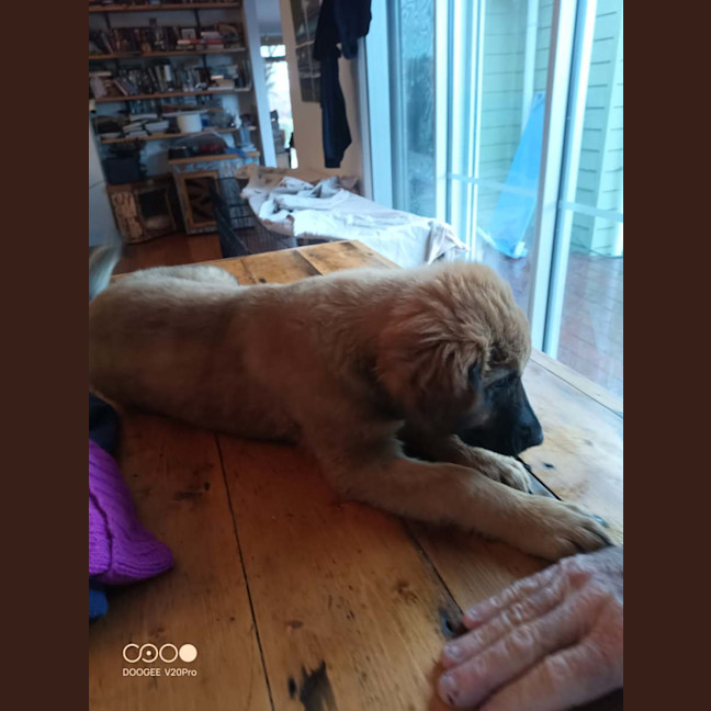 Quartzite - Large Female Rhodesian Ridgeback x German Shepherd Dog Mix ...