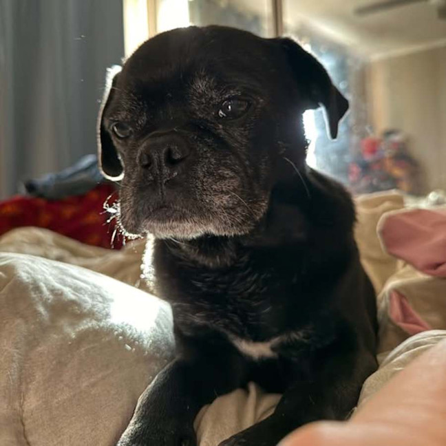 Pawsha - Small Female Pug Mix Dog in NSW - PetRescue