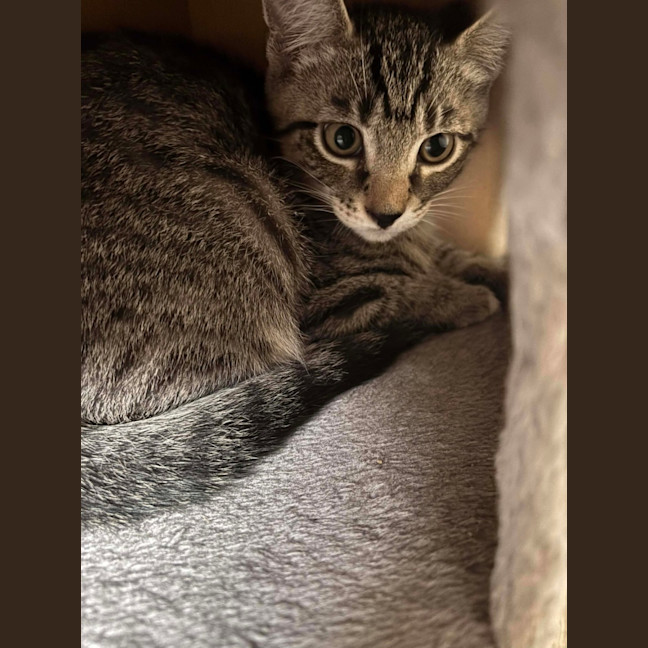 Tiger - Male Domestic Short Hair (DSH) Cat in QLD - PetRescue