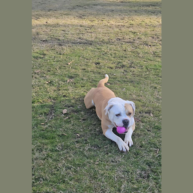 Groot - Large Male American Bulldog Mix Dog in TAS - PetRescue