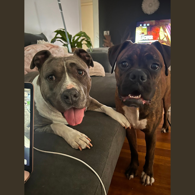 Tyson - Medium Male Boxer Dog in VIC - PetRescue