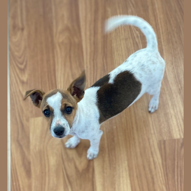 Layla - Small Female Fox Terrier (Miniature) Dog in NSW - PetRescue