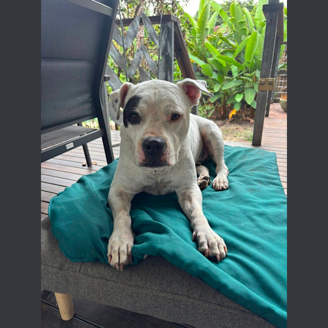 Axel - Large Male American Staffordshire Terrier Mix Dog in QLD - PetRescue