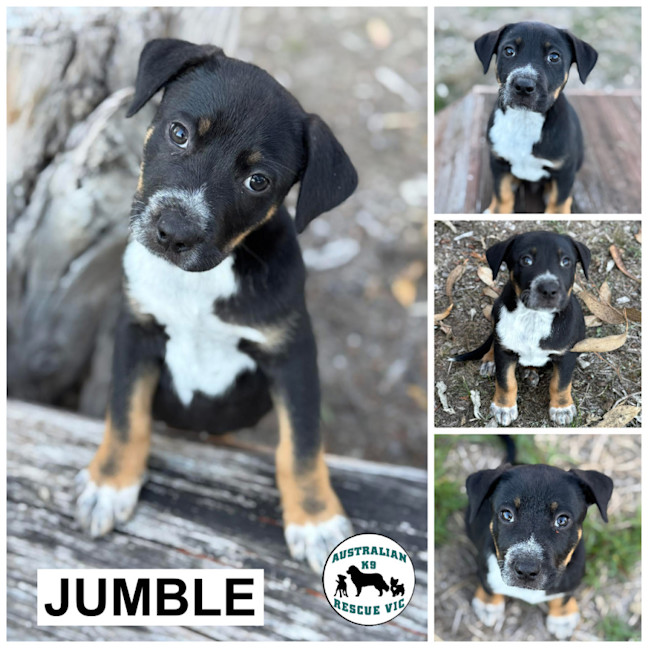 Jumble - Medium Male Australian Stumpy Tail Cattle Dog Mix Dog in VIC - PetRescue