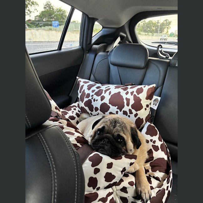 Frank - Small Male Pug Dog in QLD - PetRescue
