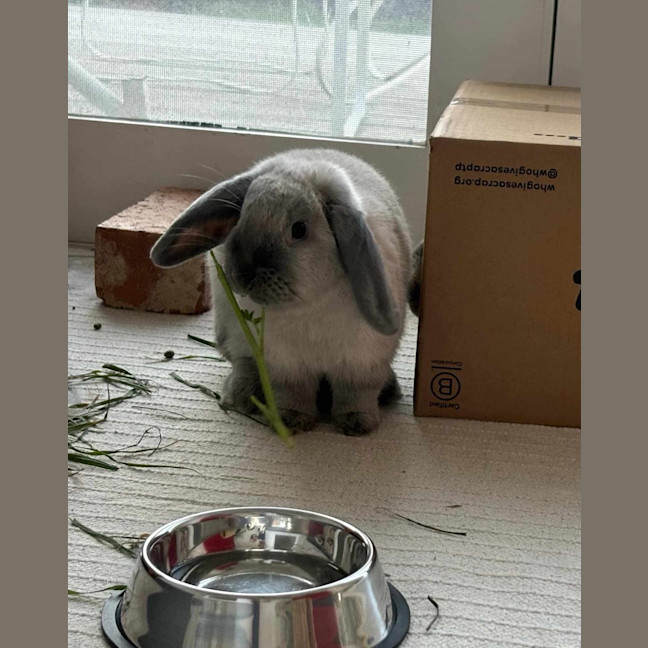 Celia / Ginger / Bonnie - Female Domestic Rabbit in VIC - PetRescue