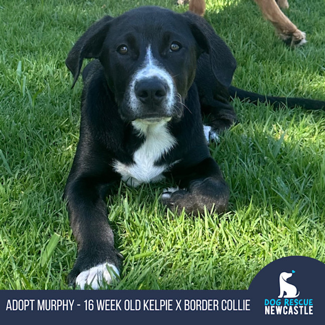 Murphy - 16 Week Old Kelpie X Border Collie (Trial - Medium Male Australian Kelpie x Border ...