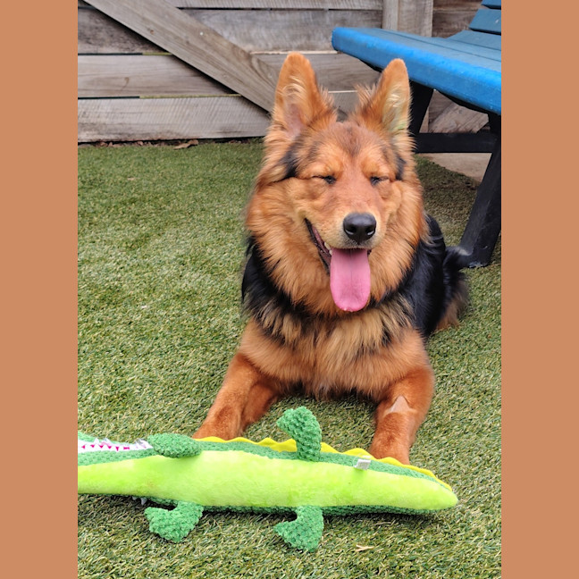 Pippi - Large Female German Shepherd x Rottweiler Mix Dog in VIC ...