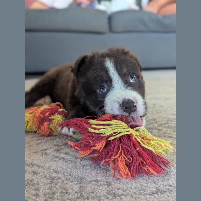 Ted - Medium Male Border Collie Dog in NSW - PetRescue