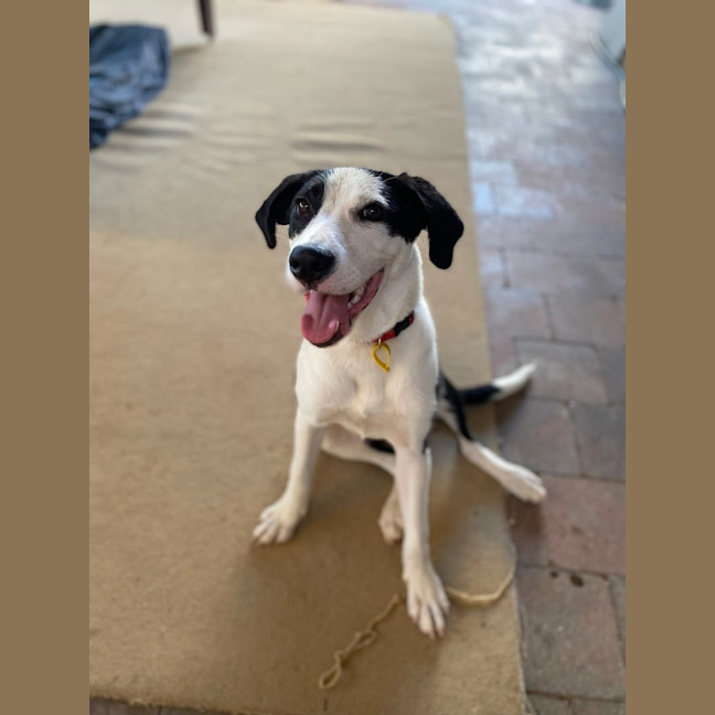 Gypsy - Medium Female Border Collie Mix Dog in VIC - PetRescue