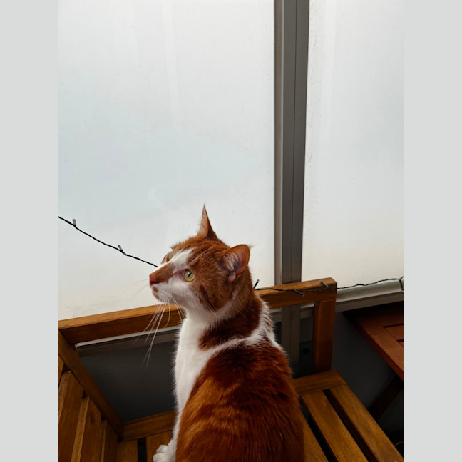 Ned - Male Domestic Short Hair (DSH) Cat in VIC - PetRescue