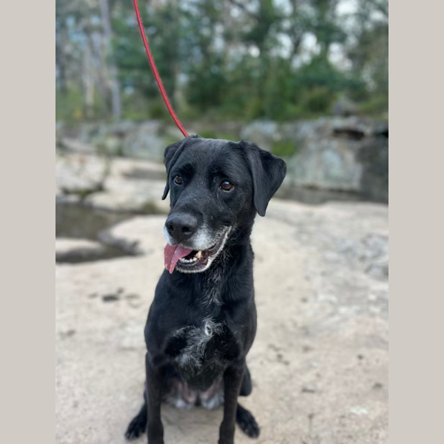 Marley - Medium Female Labrador Retriever Mix Dog in NSW - PetRescue