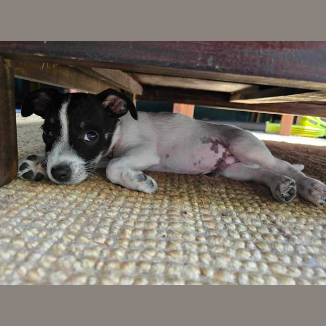 Murphy Muddle - Small Male Norfolk Terrier Mix Dog in QLD - PetRescue