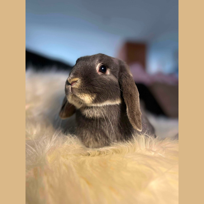 Lacy - Female Mini Lop Mix Rabbit in VIC - PetRescue