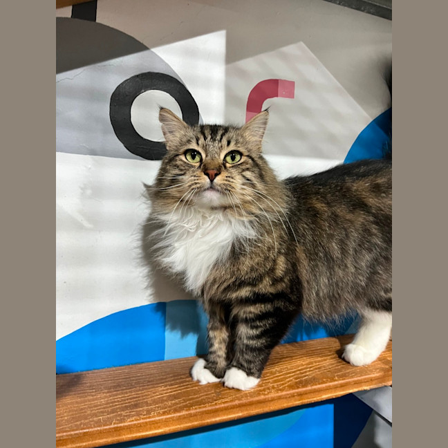 Darius - Male Domestic Long Hair (DLH) Cat in VIC - PetRescue