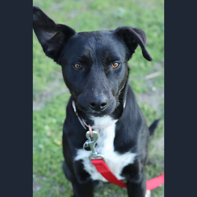 Thunder - Small Female Australian Kelpie Mix Dog in VIC - PetRescue