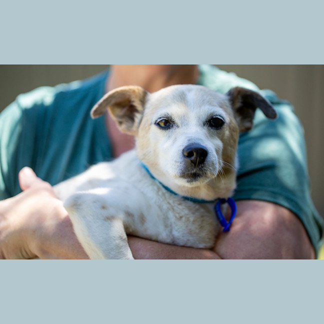 Rex - 14 Year Old Mini Foxie - Small Male Fox Terrier (Miniature) Dog ...
