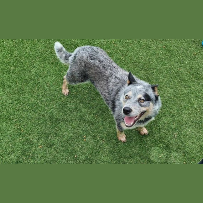 Rocky - Medium Male Heeler Mix Dog in VIC - PetRescue