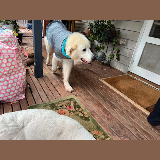 Mello - Large Male Maremma Sheepdog Dog in VIC - PetRescue