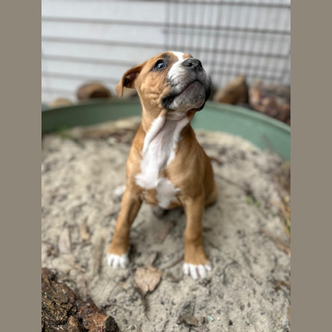 Casio - Medium Female American Bulldog x Mastiff Mix Dog in VIC - PetRescue