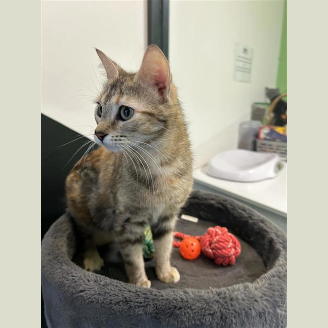 Sandy Shandy - Female Domestic Short Hair Mix Cat in VIC - PetRescue