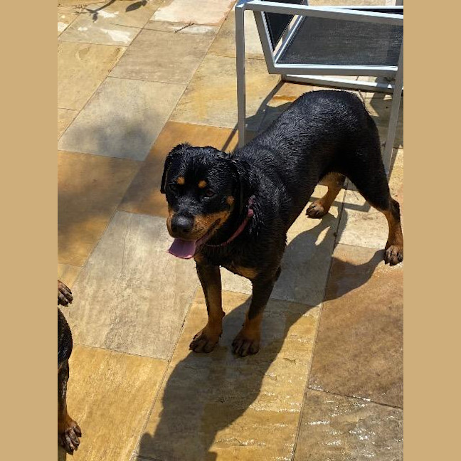 Luna - Large Female Rottweiler Dog in NSW - PetRescue