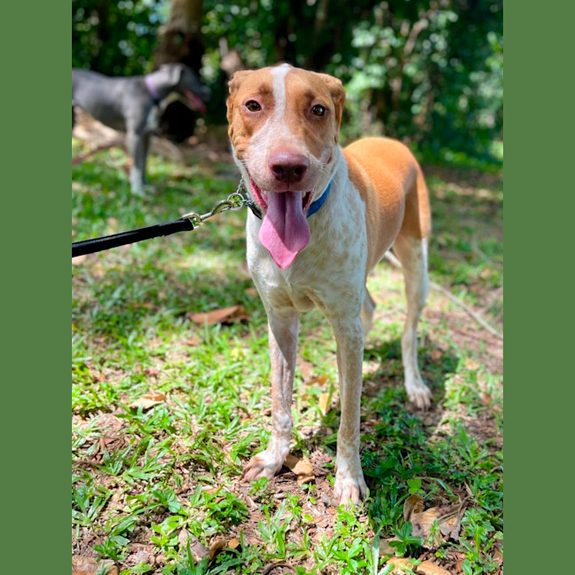 Duke - Medium Male English Pointer Mix Dog in QLD - PetRescue