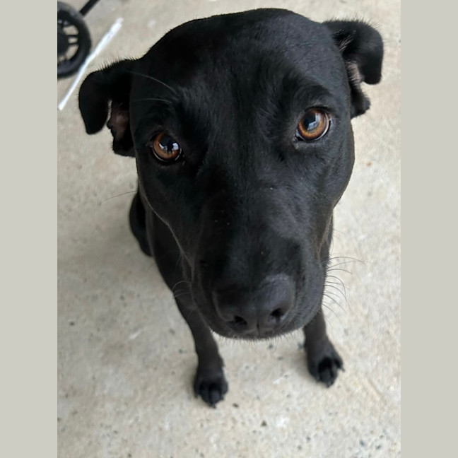 Izzy - 1 Year Old Staffy X Kelpie (Trial) - Medium Female American ...