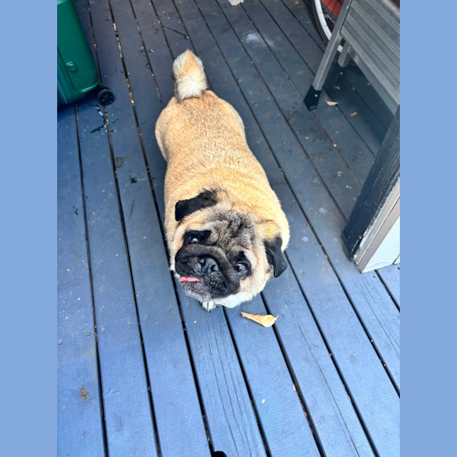 Frank - Small Male Pug Dog in QLD - PetRescue