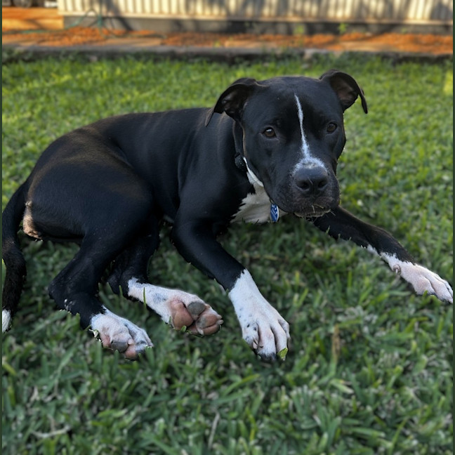 Emmie - Medium Female Mixed breed Mix Dog in WA - PetRescue