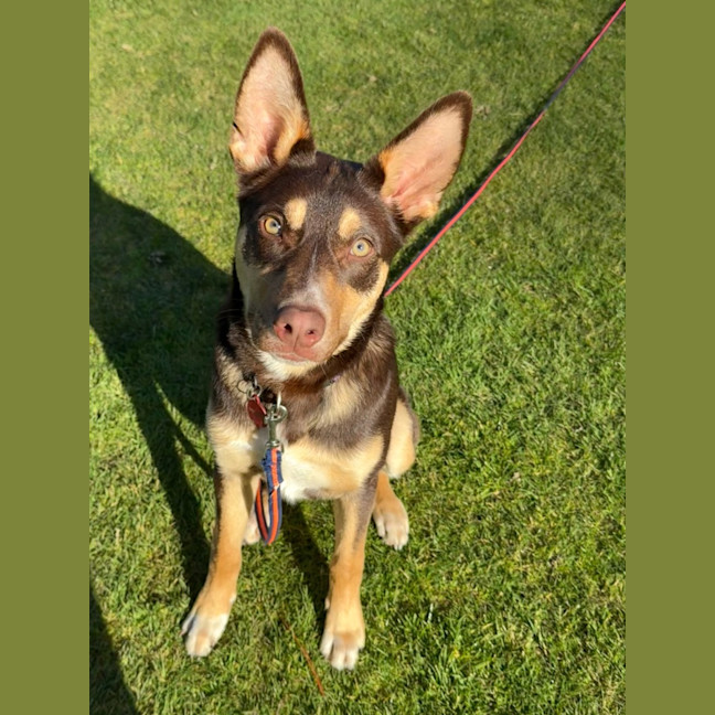 Radiant - Medium Female Australian Kelpie x German Shepherd Dog Mix Dog ...