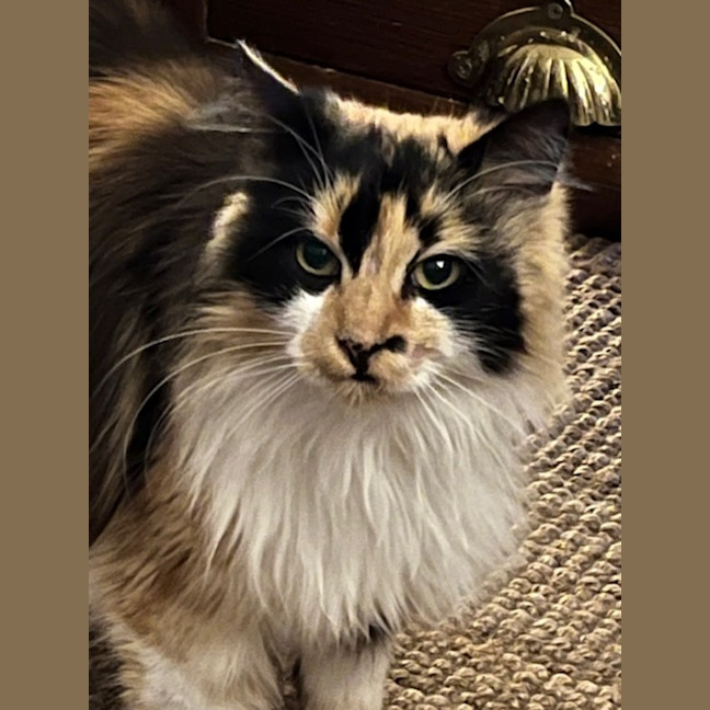 Blossom (Assisted rehome) - Female Domestic Long Hair (DLH) Cat in VIC ...