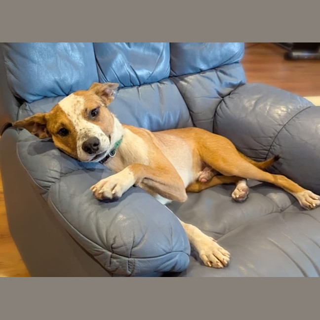 Norman Nerf - Medium Male Jack Russell Terrier x Border Collie x Staffordshire Bull Terrier Mix ...