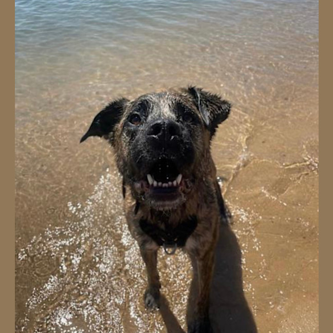 Neo - Large Male Labrador Retriever Mix Dog in NSW - PetRescue