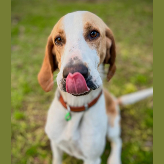 Vader - Foxhound - Large Male Foxhound Dog in VIC - PetRescue