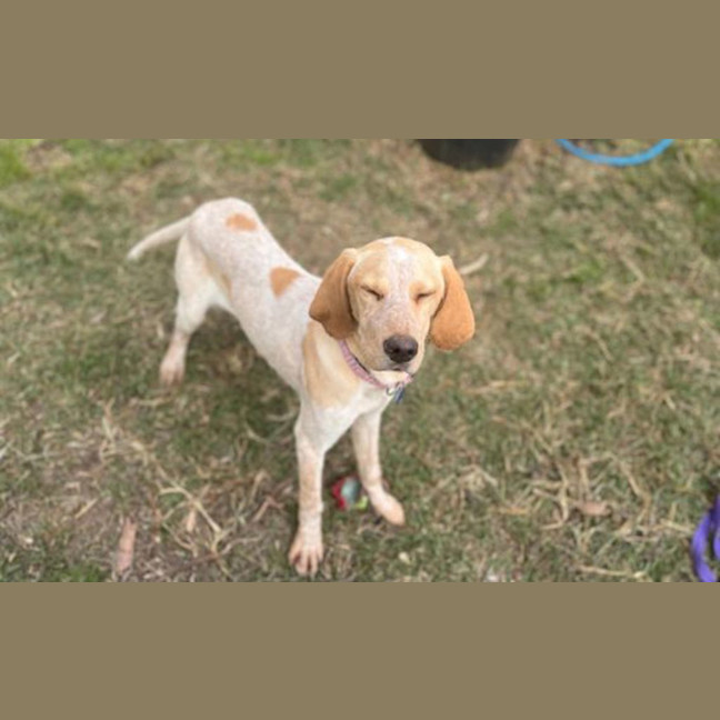 Stanley - Medium Male Beagle x German Shorthaired Pointer Mix Dog in ...