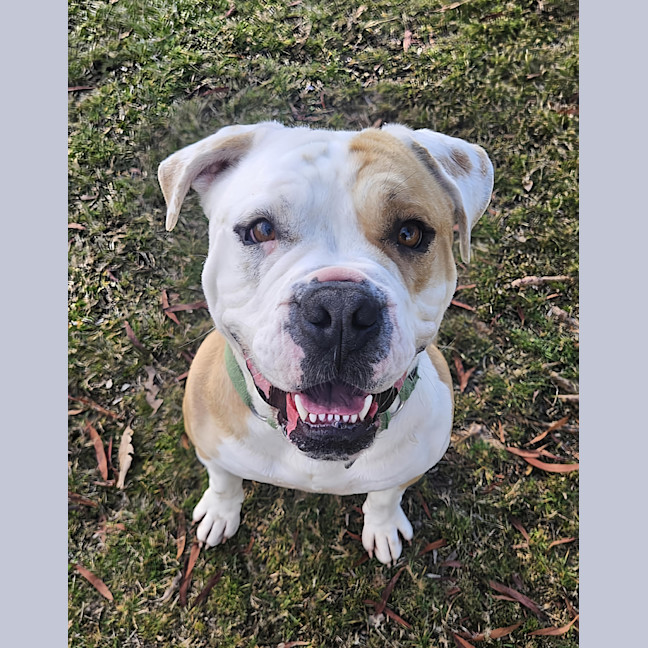Groot - Large Male American Bulldog Mix Dog in TAS - PetRescue