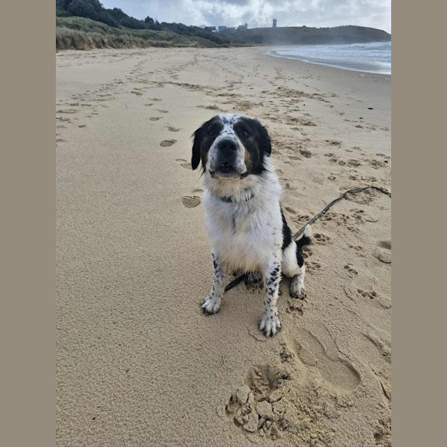 Otis - Large Male Australian Cattle Dog x Border Collie x English ...