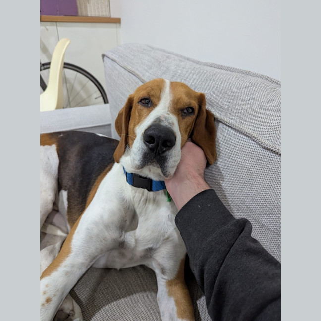 Bond - Large Male Foxhound Dog in VIC - PetRescue