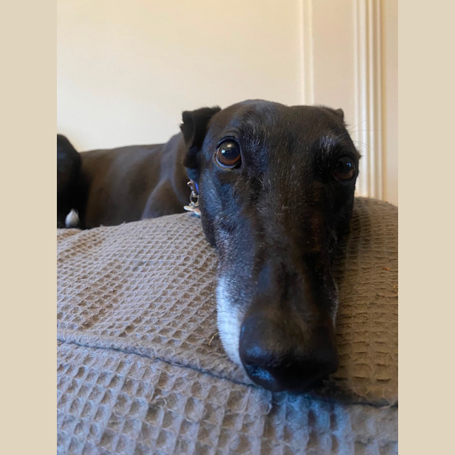 Mia - Large Female Greyhound Dog in SA - PetRescue