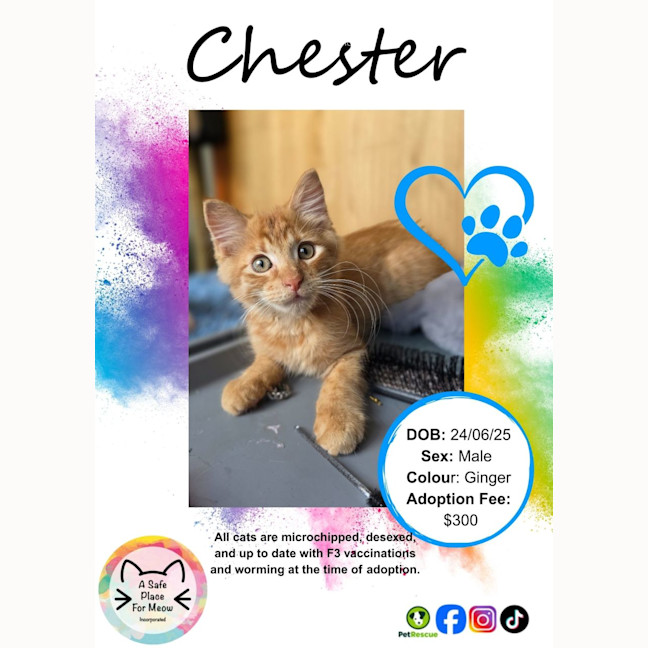 Chester - Male Domestic Medium Hair (DMH) Cat in NT - PetRescue