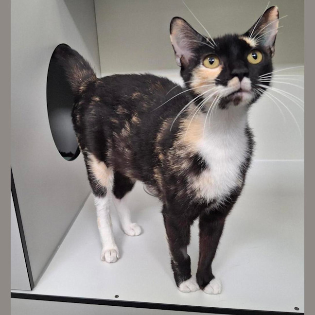 Kitty - Female Domestic Short Hair Cat in VIC - PetRescue