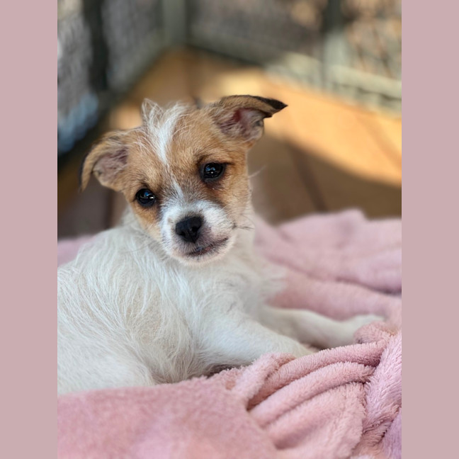 Melody - Small Female Mixed breed Dog in NSW - PetRescue