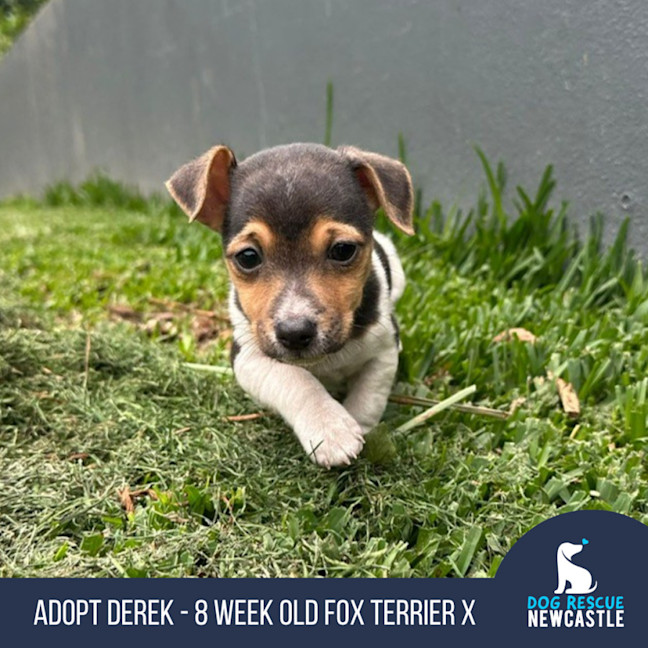 Derek - 8 Week Old Fox Terrier X - Small Male Fox Terrier Mix Dog in ...