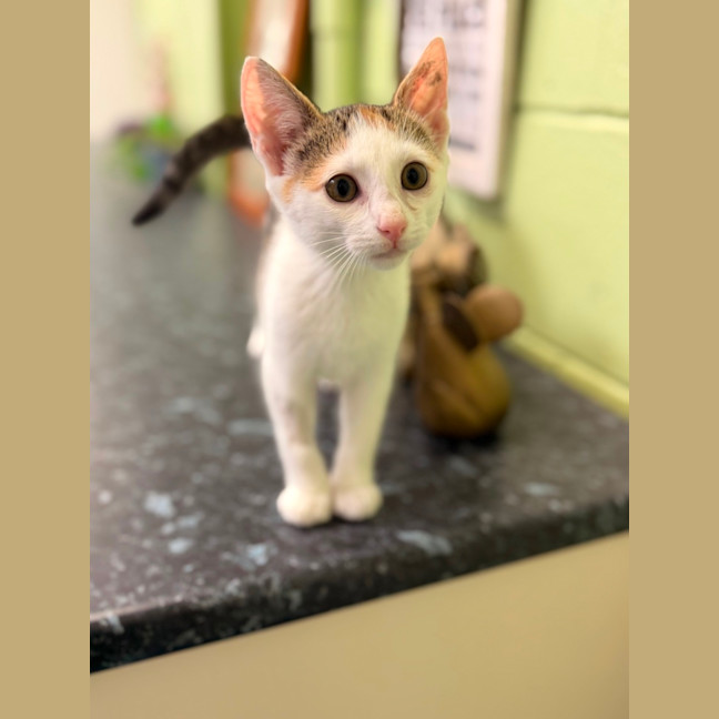 Callie - Female Domestic Short Hair (DSH) Cat in NSW - PetRescue