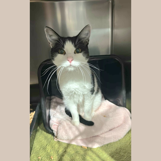 Minx - Female Domestic Short Hair (DSH) Cat in VIC - PetRescue